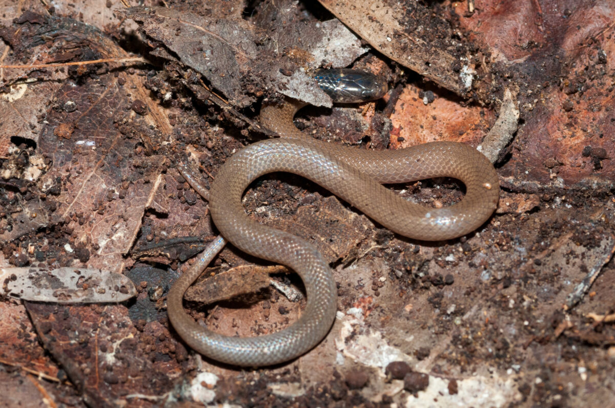 Rim Rock Crowned Snake – Facts, Size, Habitat, Pictures