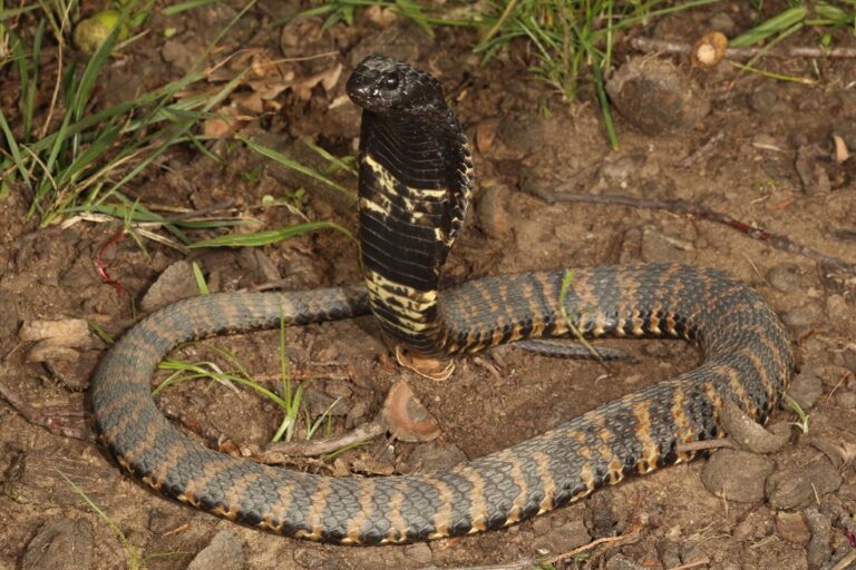 Rinkhals – Facts, Size, Habitat, Pictures