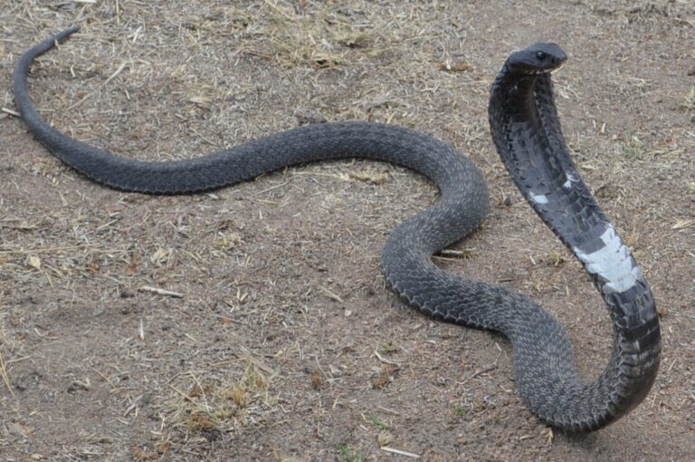 Rinkhals – Facts, Size, Habitat, Pictures