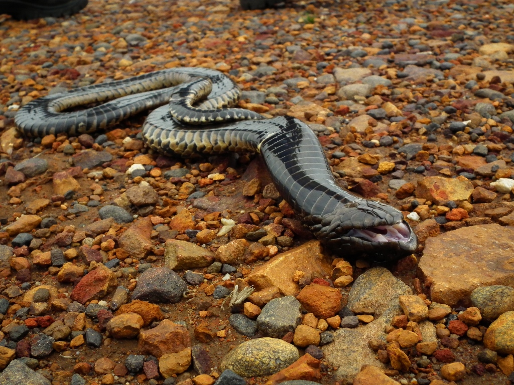 Rinkhals – Facts, Size, Habitat, Pictures