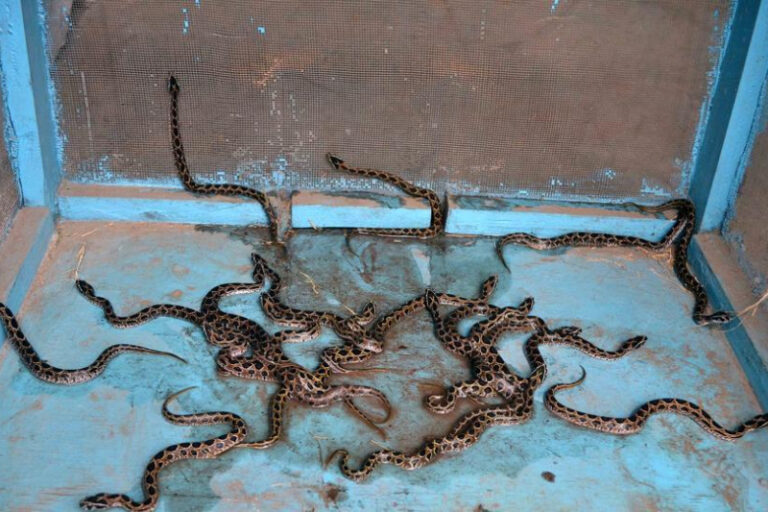 Russell’s Viper Facts, Description, Diet, and Pictures