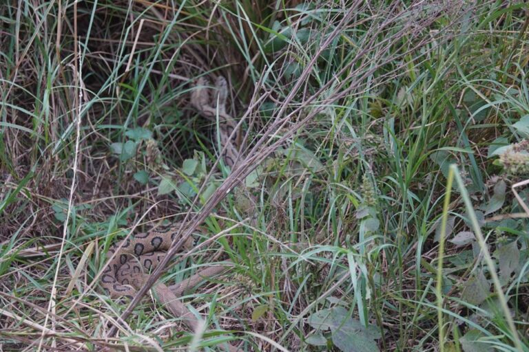 Russell’s Viper Facts, Description, Diet, and Pictures