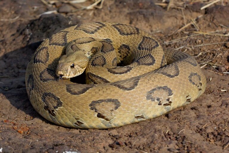 Russell’s Viper Facts, Description, Diet, and Pictures