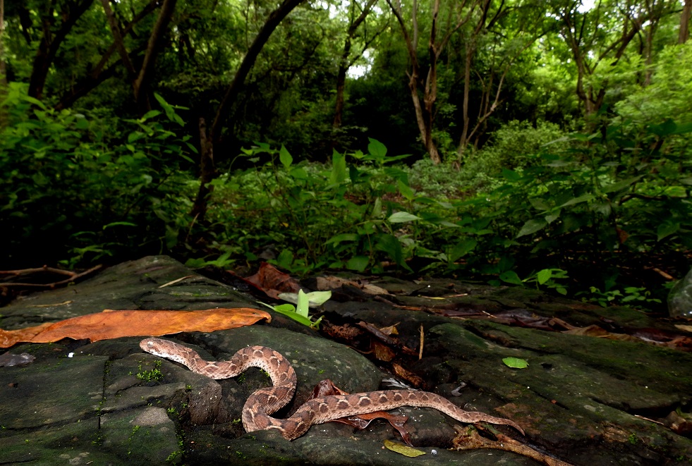 Saw Scaled Viper Facts, Description, Diet, and Pictures