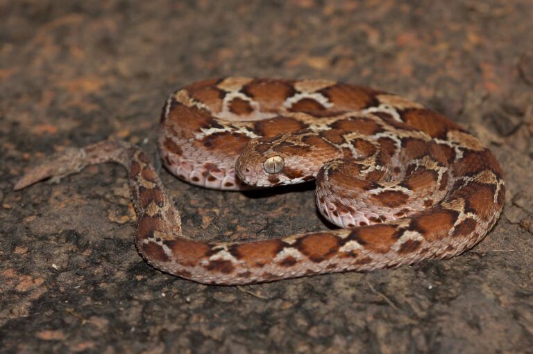 Saw Scaled Viper Facts, Description, Diet, and Pictures