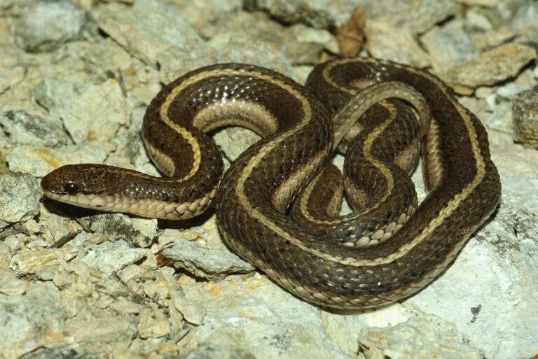 Lined Snake Facts, Description, Diet, and Pictures