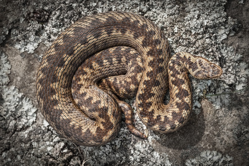 Common European Adder Facts, Description, Diet, and Pictures