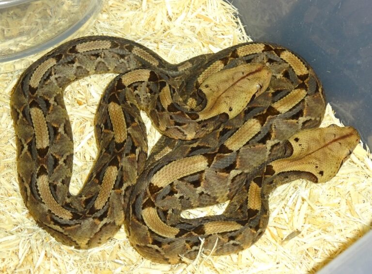 West African Gaboon Viper Facts, Description, Diet, and Pictures