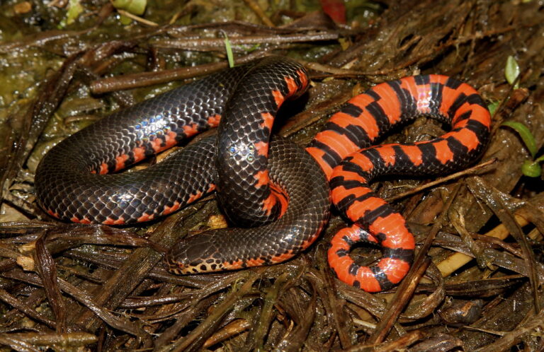 Western Mud Snake Facts, Description, Diet, and Pictures