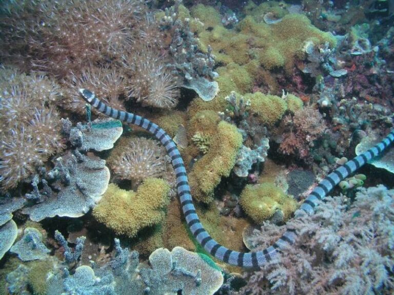 Yellow-Lipped Sea Krait – Facts, Size, Habitat, Pictures