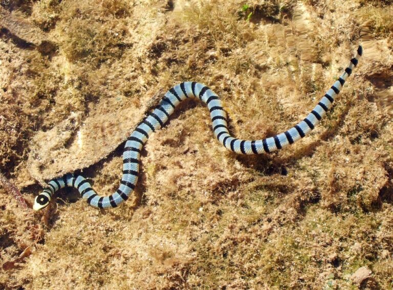 Yellow-Lipped Sea Krait – Facts, Size, Habitat, Pictures