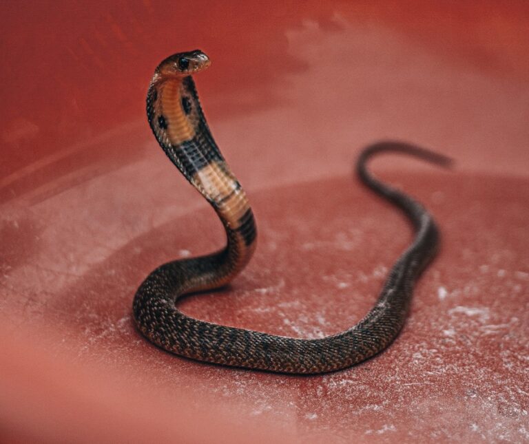 Cobra Facts, Types, Diet, Reproduction, Classification, Pictures