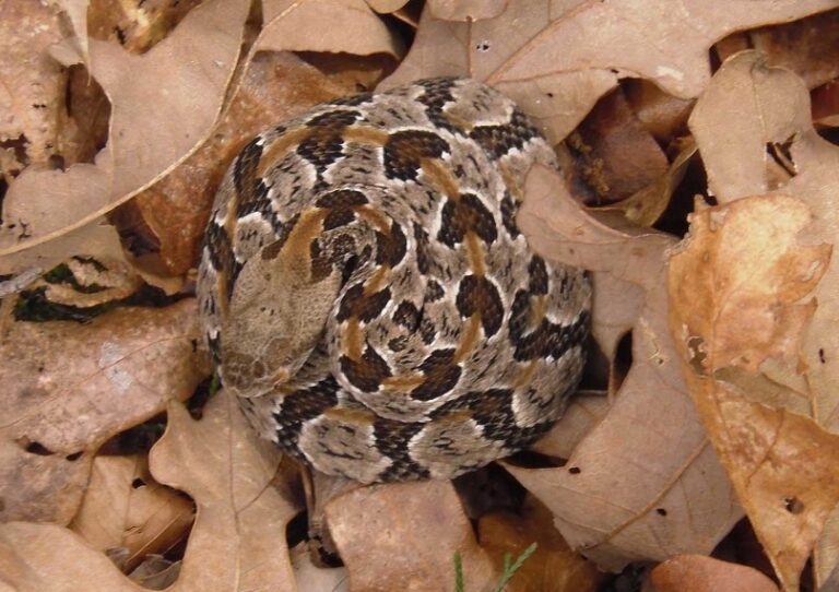 Timber Rattlesnake Facts, Description, Diet, and Pictures