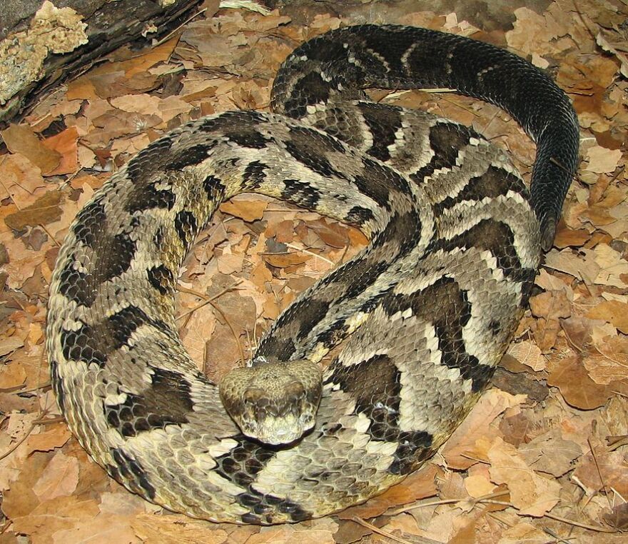 Timber Rattlesnake Facts, Description, Diet, and Pictures