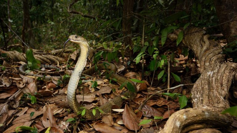 Cobra Facts, Types, Diet, Reproduction, Classification, Pictures