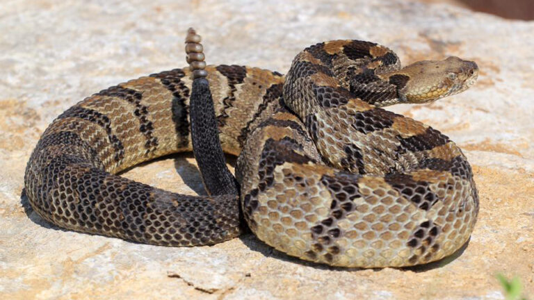 Timber Rattlesnake Facts, Description, Diet, and Pictures