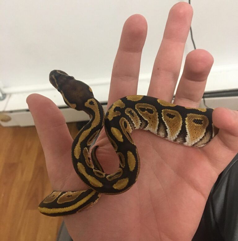 Ball Python Facts, Description, Diet, and Pictures