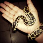 Burmese Python Facts, Description, Diet, and Pictures