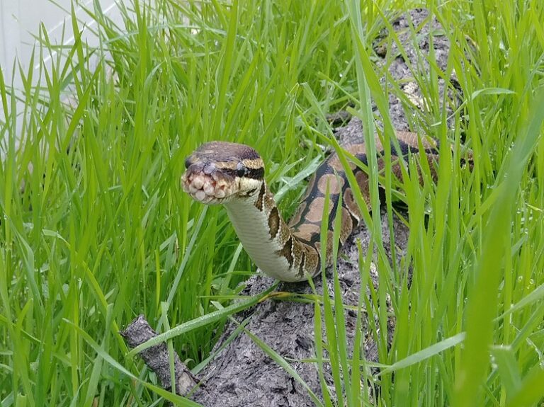 Ball Python Facts, Description, Diet, and Pictures