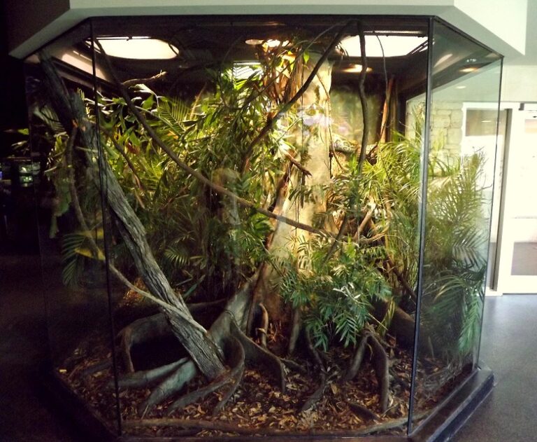 Burmese Python Facts, Description, Diet, and Pictures