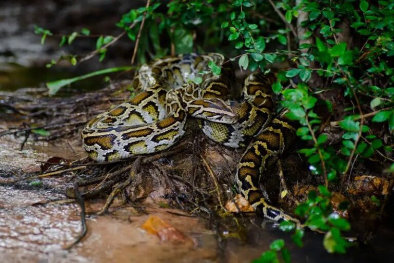 Burmese Python Facts, Description, Diet, and Pictures