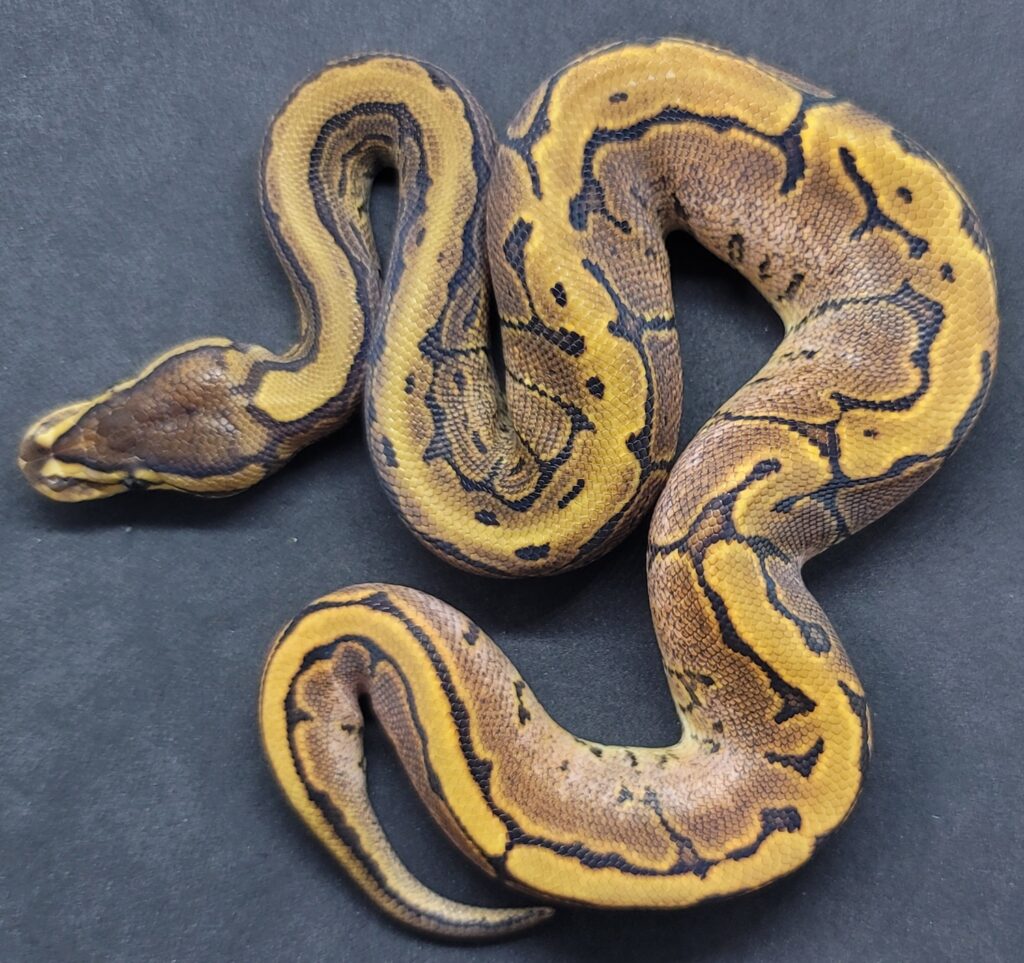 Ball Python Facts, Description, Diet, and Pictures