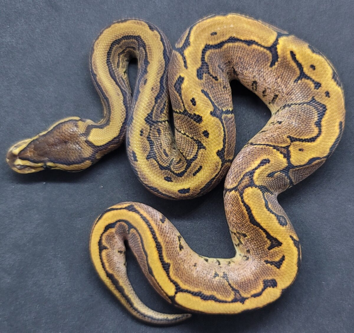 Ball Python Facts, Description, Diet, and Pictures