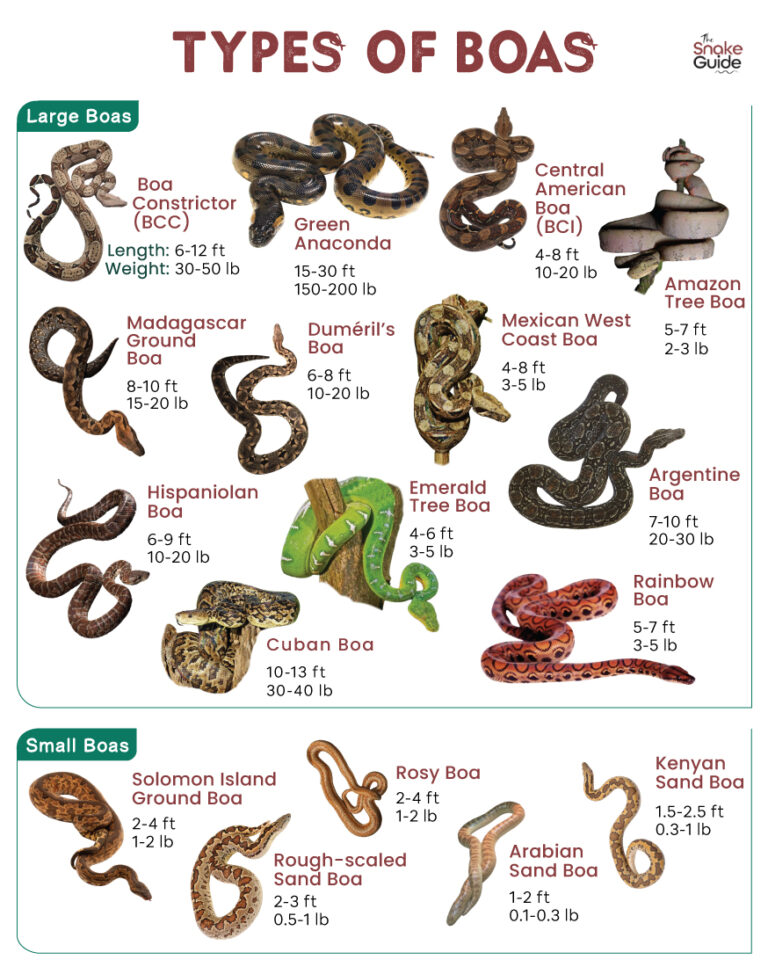 Boas (Boidae): Characteristics, Lifespan, Types, Pictures